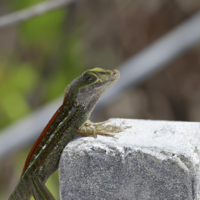 Lizards in the Florida Keys