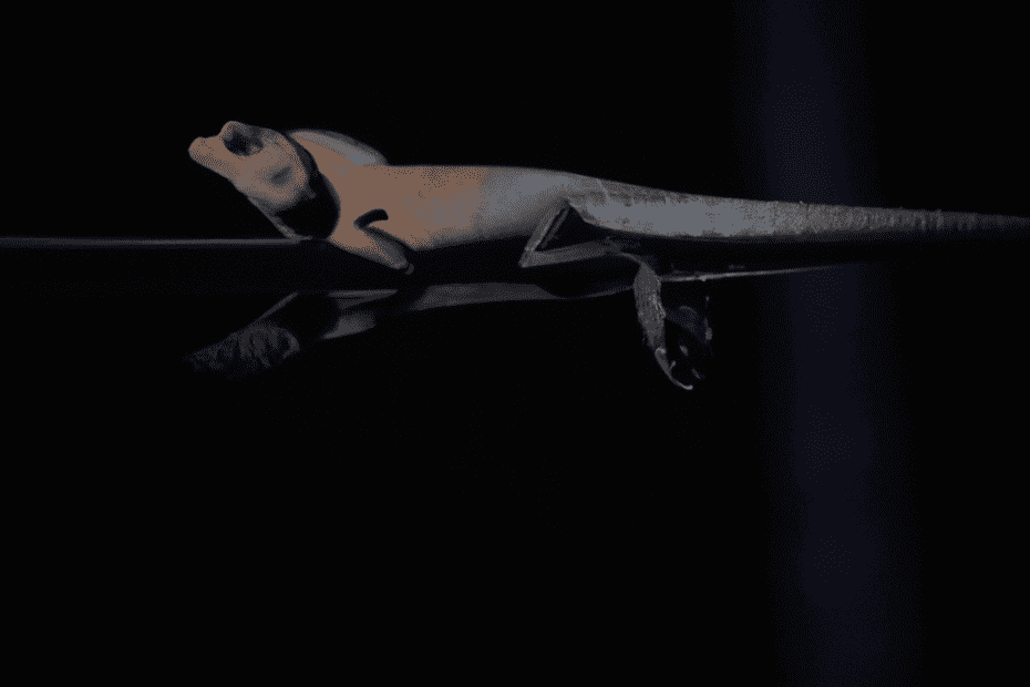 Lizard Lighting Requirements