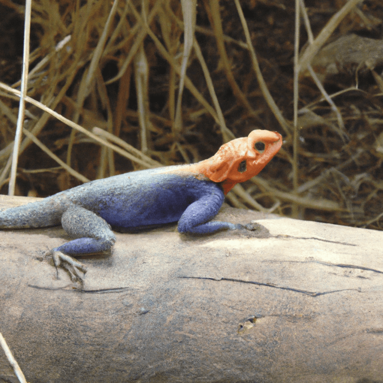 Lizards in Africa