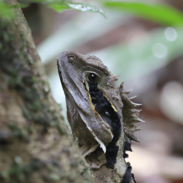Lizards in the Australian Rainforest