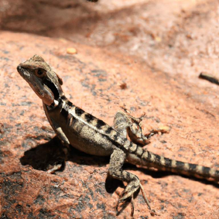 Lizards in Australia
