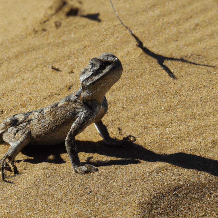 Lizards in the Gobi Desert