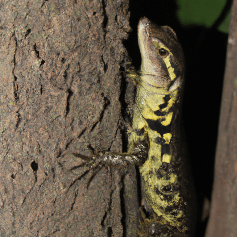 Lizards in the Amazon Rainforest