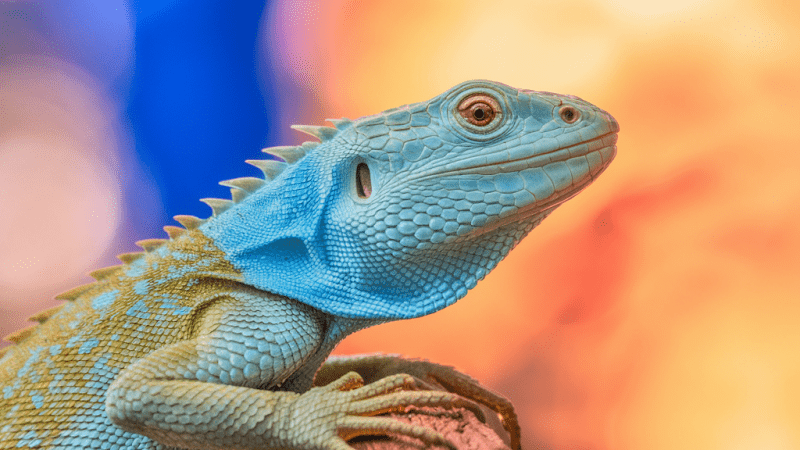Amazon Lizards Education Programs: Family-Friendly Guide
