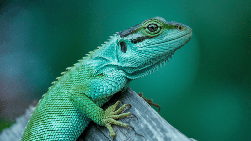 Lizard Thermal Activity Gradients: A Beginner's Guide