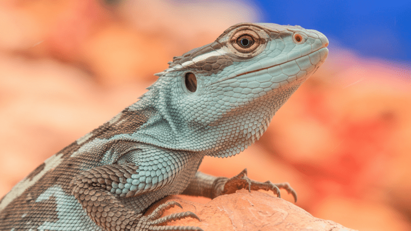 Lizard Vocalizations Life Stages: A Beginner's Guide