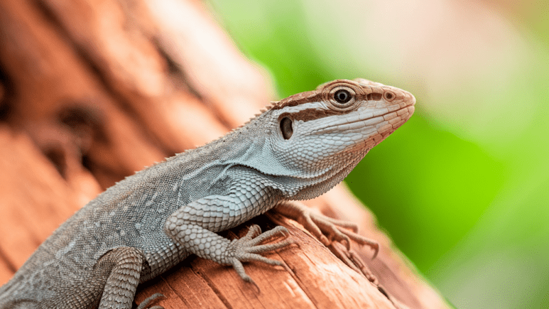 Lizard Vocalizations Life Stages: A Family Guide