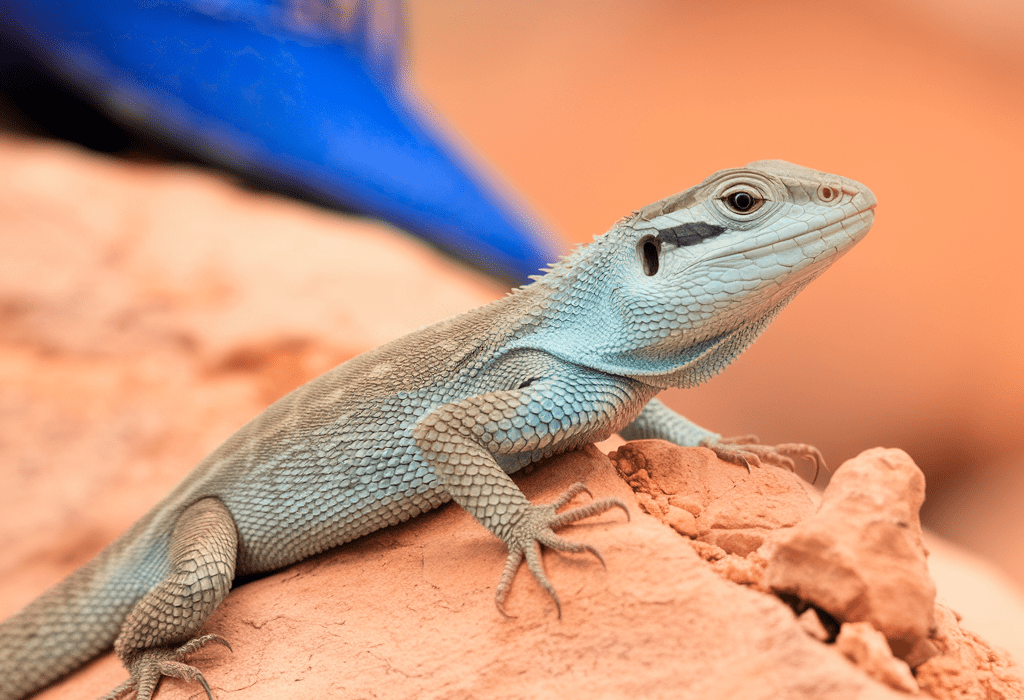 Sonoran Desert Lizard Surveys: Family Adventure Guide