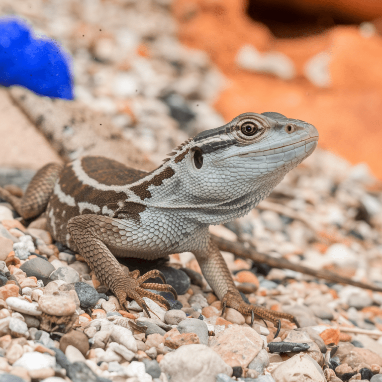 Lizard Reproduction Mating Behavior: The Essential Guide